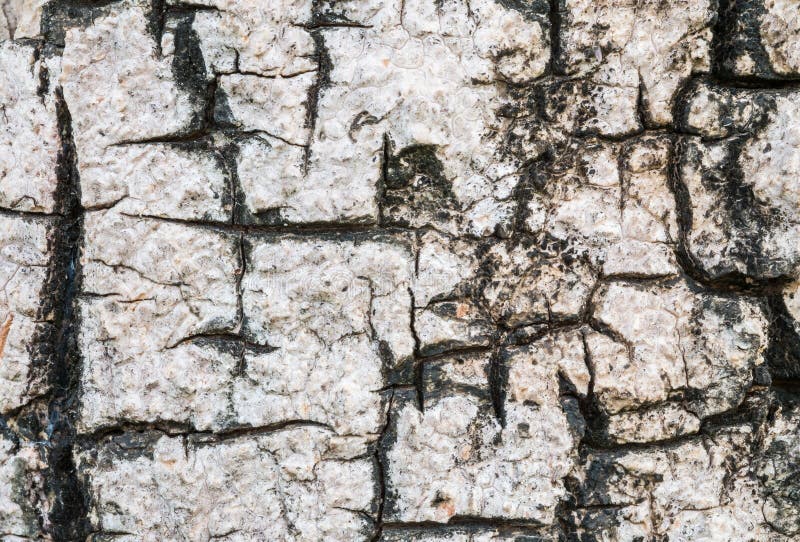 Closeup Cracked Skin of Trunk of Tree Texture Background Stock Image ...
