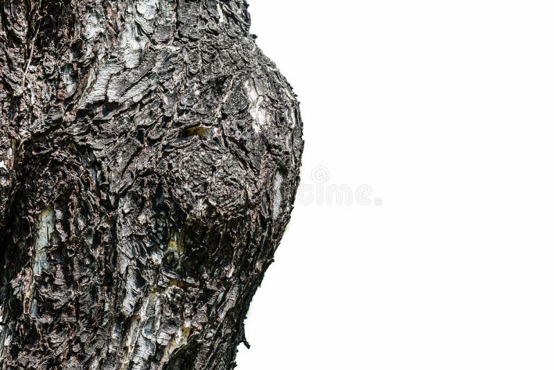 Closeup Cracked Skin of Trunk of Tree Texture on White Background Stock ...