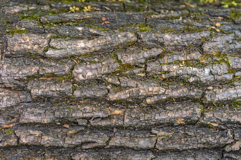 Closeup of Cracked Tree Bark with Moss Growing between Textured Ridges. Tree Bark Surface ...
