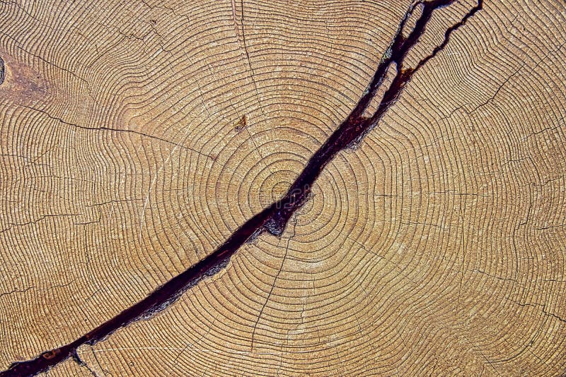 Closeup of a Cracked Tree Stump - Great for Backgrounds or Wallpapers ...