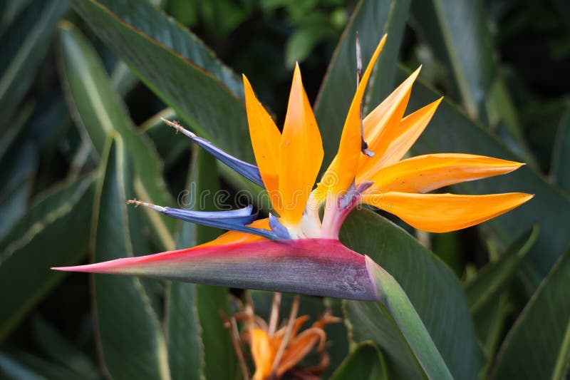 Closeup of a Crane Flower on a Green Shrub Stock Photo - Image of ...