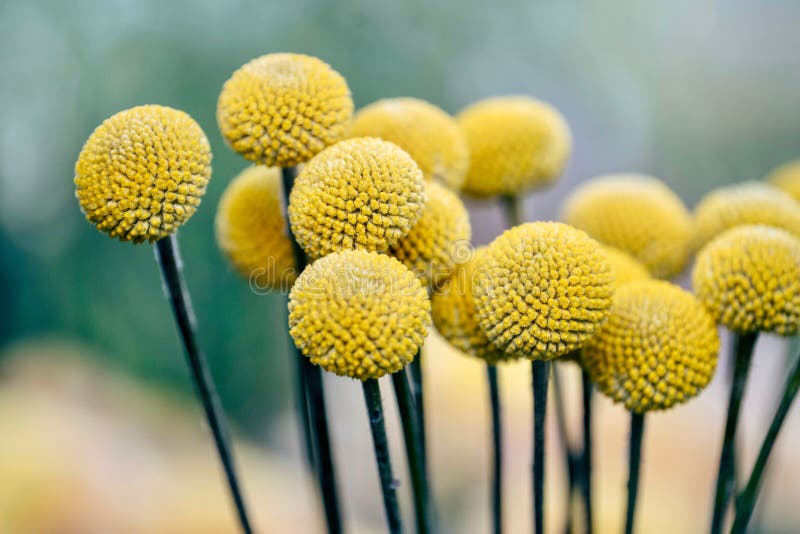 Closeup of Craspedia Sun Balls Stock Image - Image of elegant, spring ...