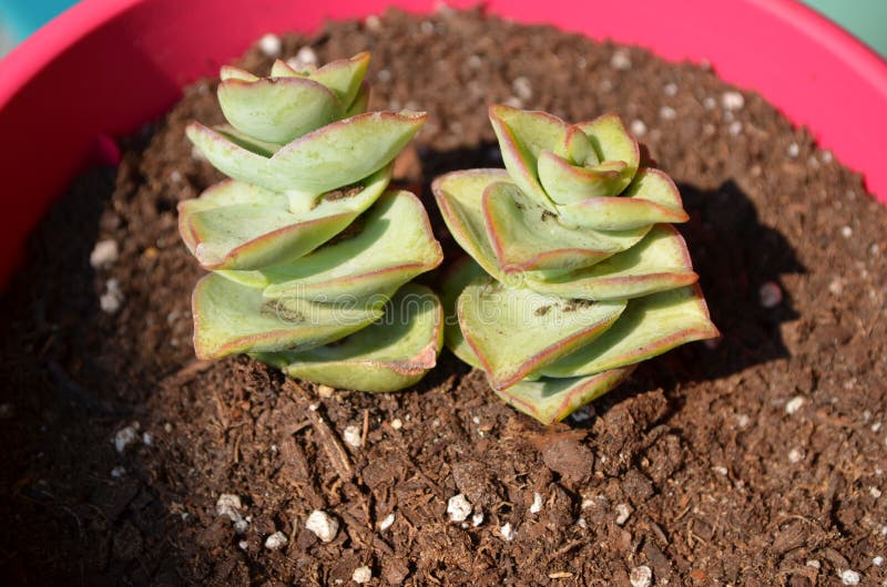Crassula Perforata String of Buttons Succulent Plant Stock Photo ...
