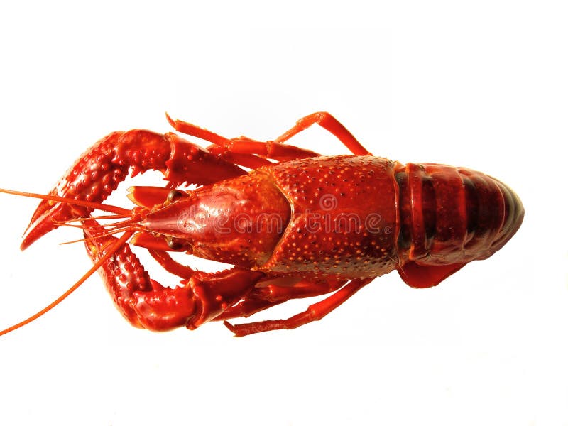 Closeup of Crawfish Isolated Stock Image - Image of pincers, food: 30130755