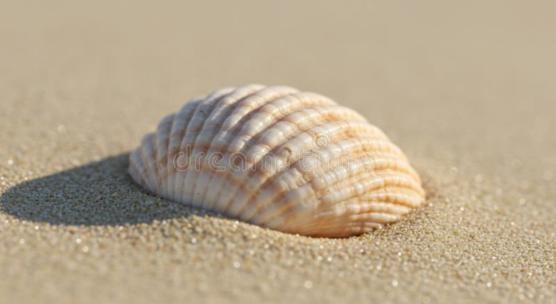 Closeup of a Cream-Colored Seashell on a Sandy Beach Stock Illustration ...