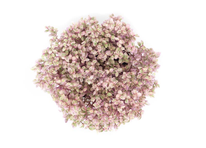 Closeup Creeping Inch Plant on White Background Stock Image - Image of ...