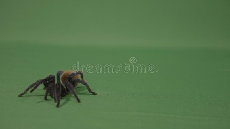 Closeup of Creepy Brown Tarantula Spider Crawling Across Green Screen ...