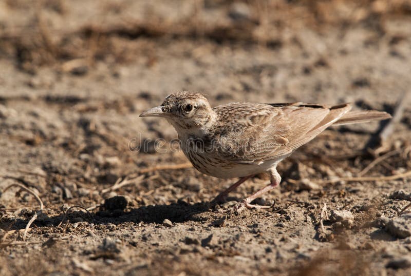 Closeup of Crested Lark stock photo. Image of lark, animal - 193481740