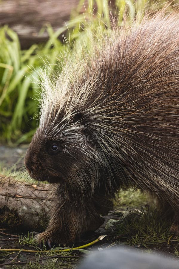 Closeup of Crested Porcupine Standing and Looking Towards Stock Image ...