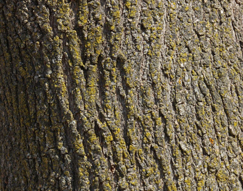 Closeup of a Crimson King Maple Tree Trunk Covered with Chrysothrix ...