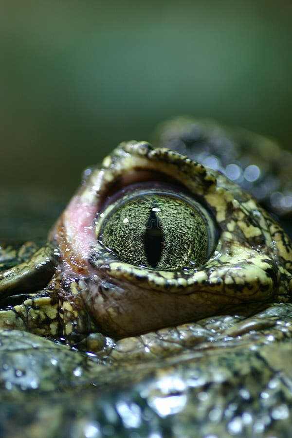 Closeup of a Crocodile S Eye Stock Photo - Image of reflection ...