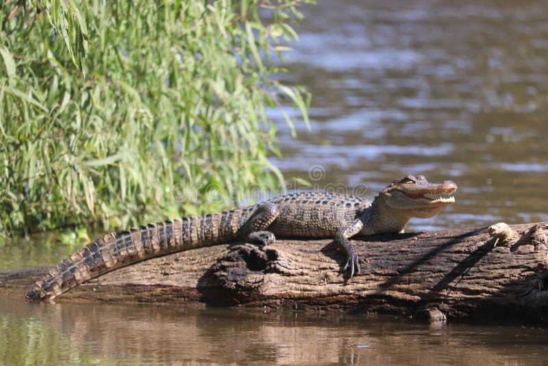 Closeup of a Crocodile on a Tree Bark in a Water Stock Photo - Image of ...