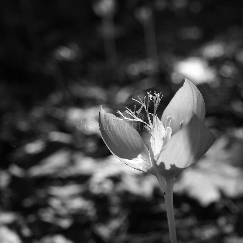 Closeup of Crocus in Black and White Stock Photo - Image of flower ...