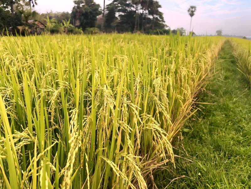 Closeup and Crop of Mature Rice Fields Ready for Harvest with Walk Way ...