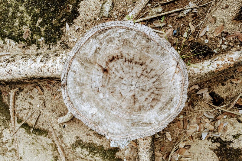 Closeup. Cross Section of a Tree Trunk. Flat Lay. Wood Texture from Cut ...