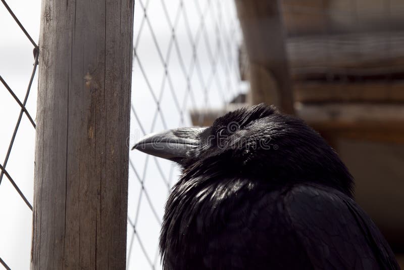 Crow in a cage stock photo. Image of look, black, trapped - 10198260
