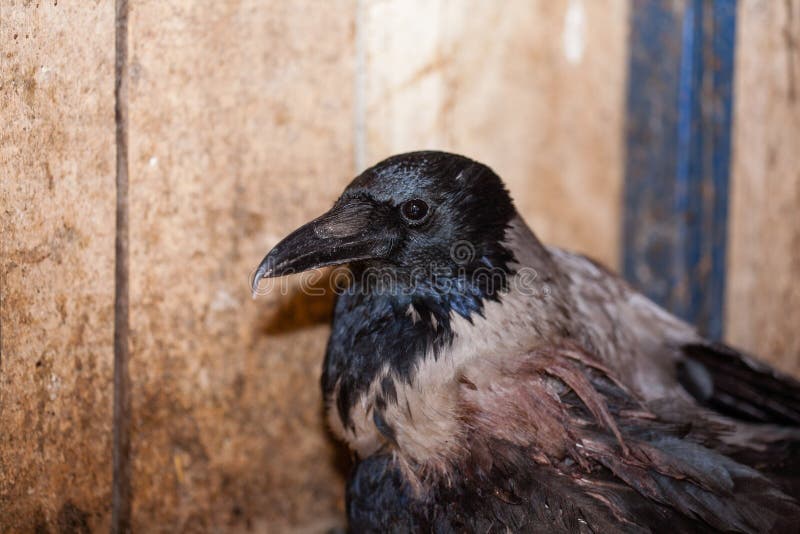 Closeup of a crow stock photo. Image of blue, black - 180213456