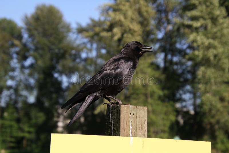 A closeup of a crow stock image. Image of crow, common - 127483983