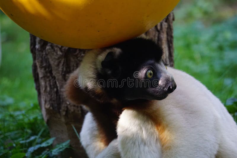 Closeup of a Crowned Sifaka, Propithecus Coronatus. Stock Image - Image ...