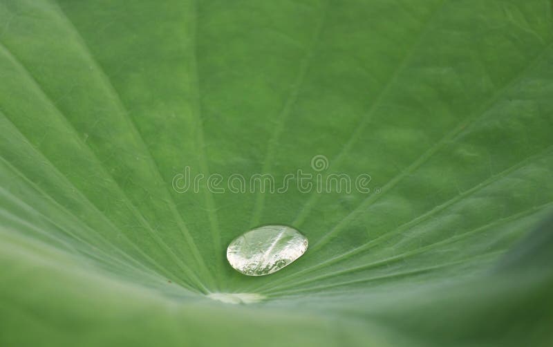 Closeup of Crystal Clear Water Droplets on Lily Pad Stock Photo - Image ...
