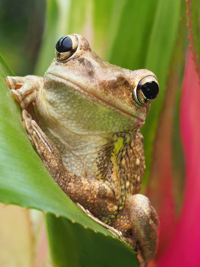 Closeup of a Cuban Tree Frog on a Bromeliad Stock Image - Image of eyes ...