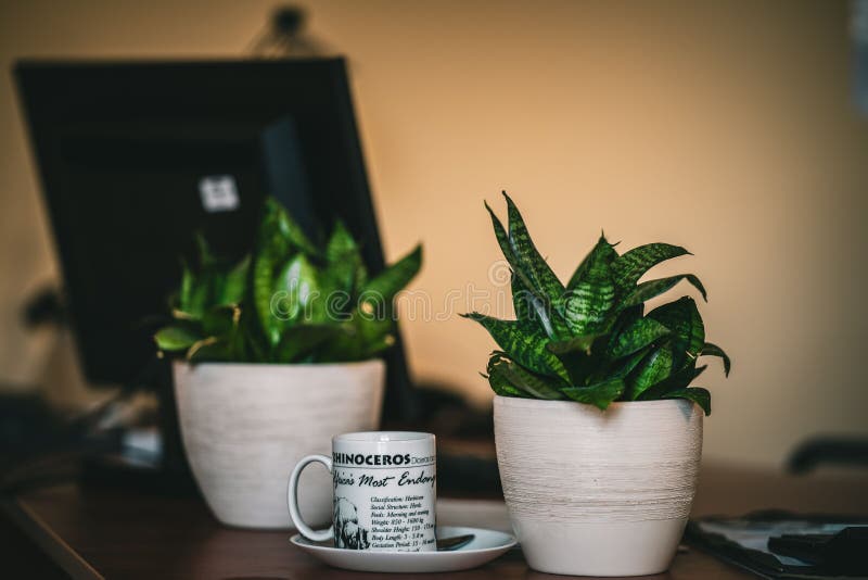 Closeup of a Cup, Fresh Plants and Computer on an Office Table ...