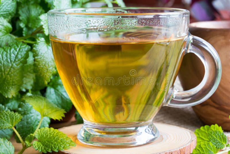Closeup of Cup of Melissa Tea with Fresh Melissa Leaves Stock Photo ...