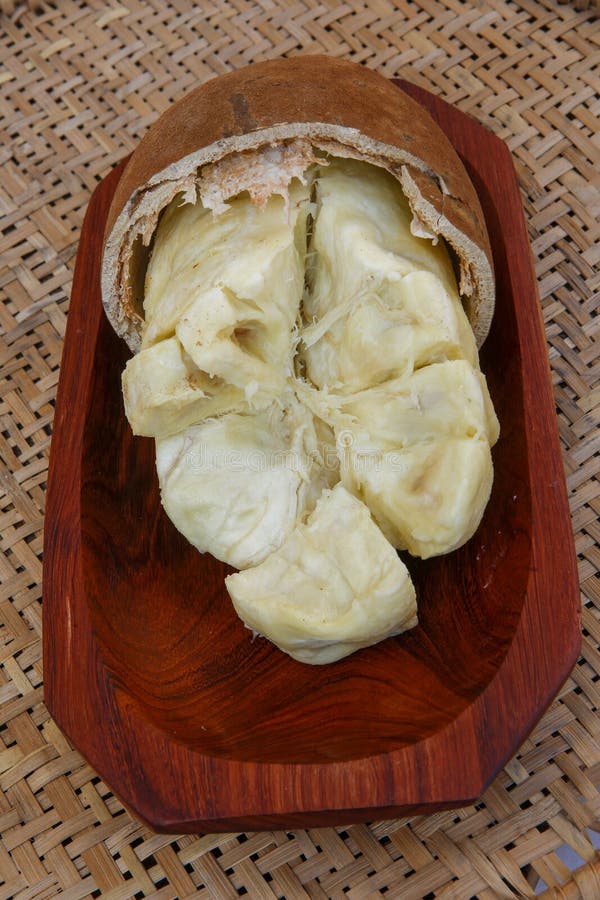 Cupuacu Stock Photos - Free & Royalty-Free Stock Photos from Dreamstime