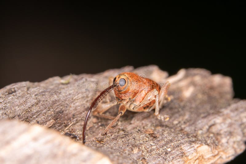 Closeup of Curculio Nucum Perching on Wood Stock Image - Image of ...