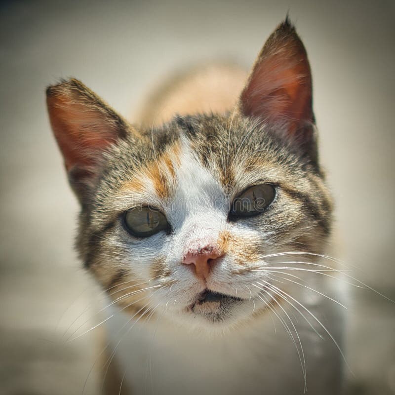 Closeup of Curious Cat Looking at Camera Stock Photo - Image of cute ...