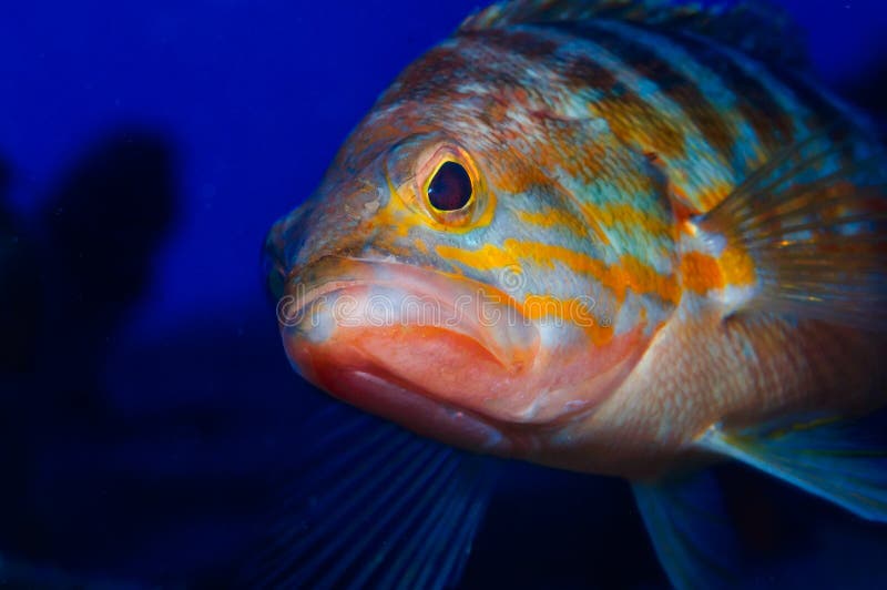 Curious Fish Looking Underwater in Maldives Stock Image - Image of ...
