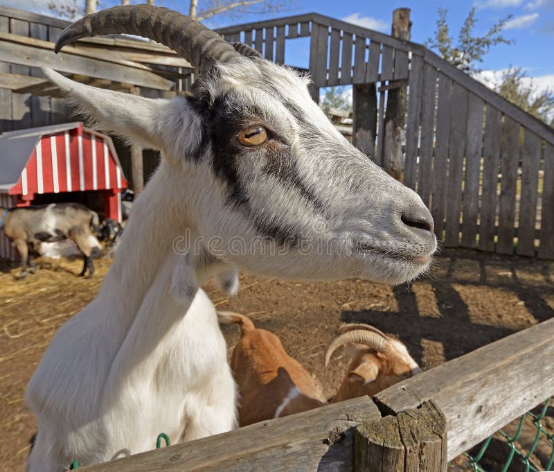 Curious goat stock photo. Image of ears, tree, white, domestic - 2026874