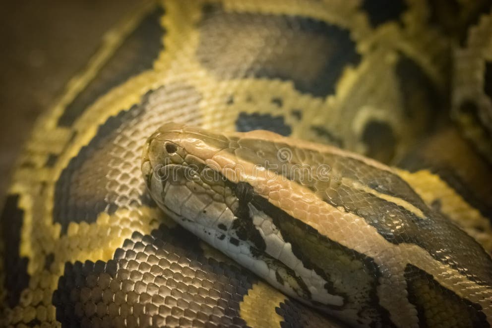 Closeup of a Curled Up Burmese Python Vader Stock Image - Image of ...