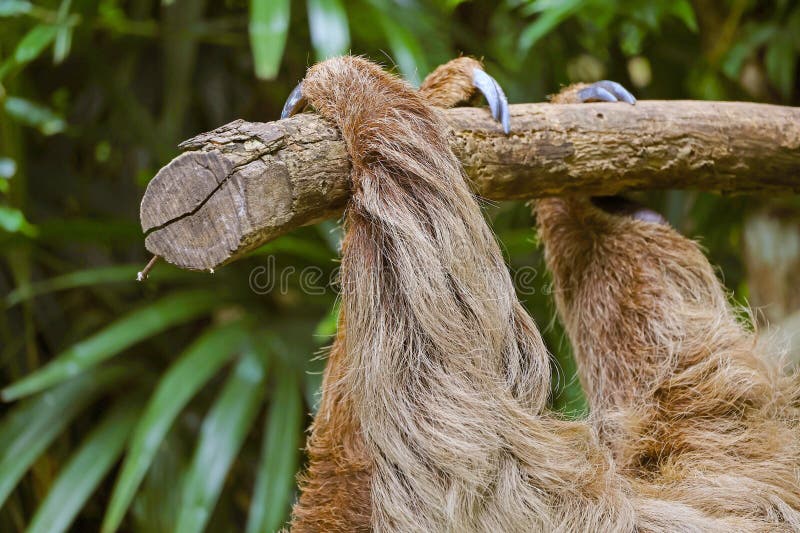 Closeup of Curved and Sharp Claws of Two-toed Sloth Stock Image - Image ...