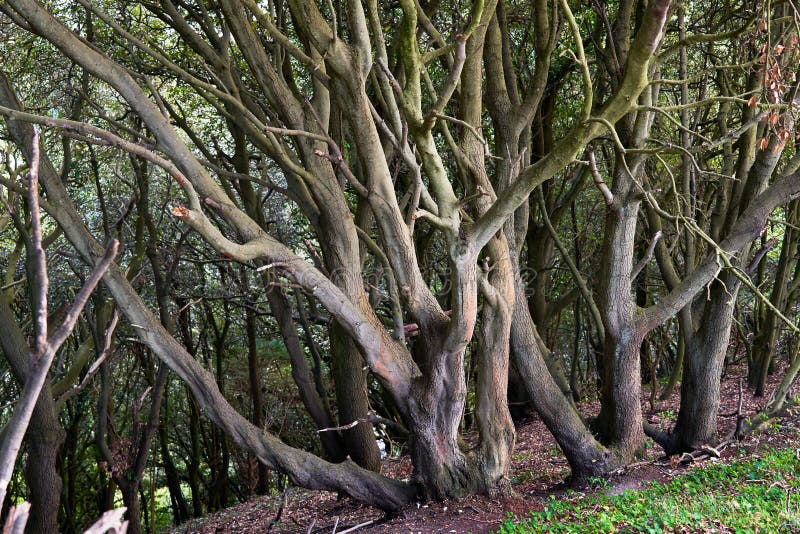 Closeup of the Curvy Tree Trunks in the Forest Stock Photo - Image of ...