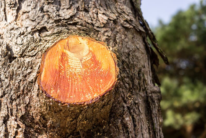 Closeup of Cut Branch on a Tree Stock Image - Image of green, nature ...