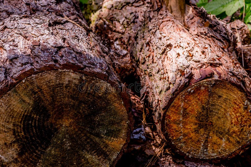 End Cut Log laying on bark stock photo. Image of growth - 29270692