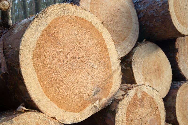 Closeup of Cut Pine Tree Log Stock Image - Image of stack, energy ...