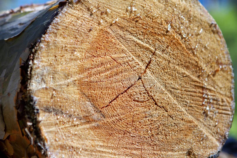 Closeup of a Cut of a Tree. on the Log Pieces of Resin Stock Photo ...