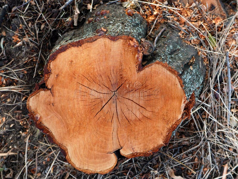 Tree Trunk Log Section Closeup. Textured Wood Background. Stock Image ...