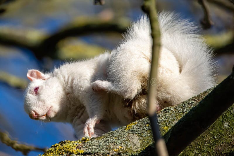 Closeup of a Cute Albino Squirrel on a Tree Branch Stock Image - Image ...