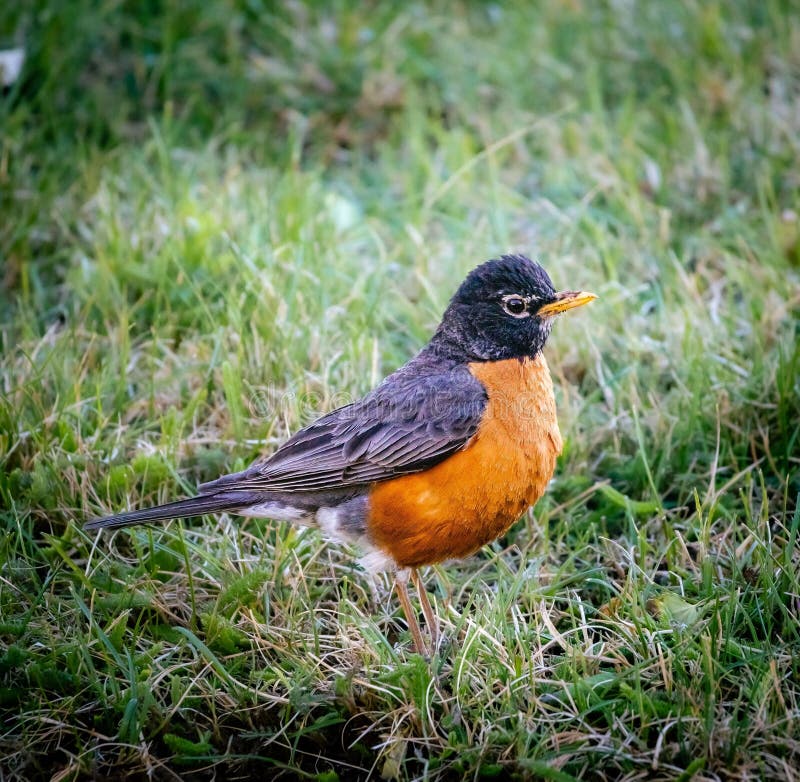 Closeup of a Cute American Red Robin Sitting in Grass Stock Image ...