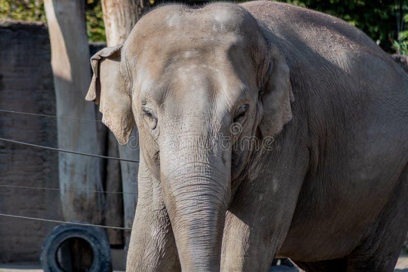 Closeup of a Cute Asian Elephant Resting in the Park Stock Photo ...