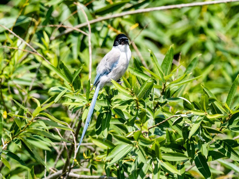 Closeup of a Cute Azure-winged Magpie Stock Photo - Image of tree, bird ...