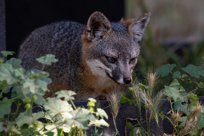 Closeup of a cute baby fox stock image. Image of mammal - 265280021