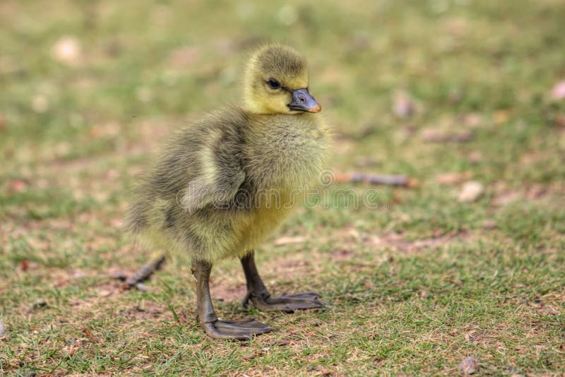 Closeup of a Cute Baby Goose Standing on the Grass Outdoors Stock Image ...