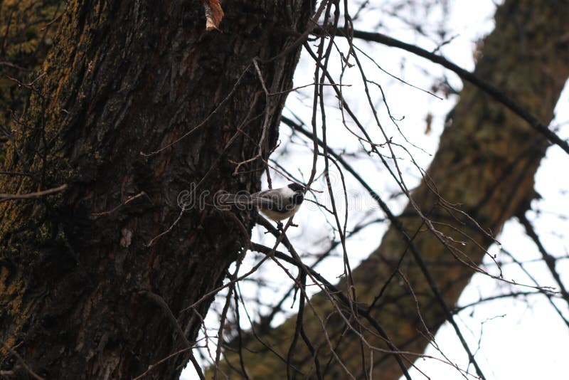 Closeup of a Cute Black-capped Chickadee on an Autumn Tree Branch Stock ...