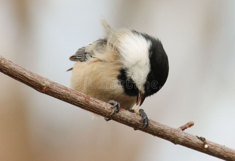 Closeup of a Cute Black-capped Chickadee on a Small Branch in a Forest ...