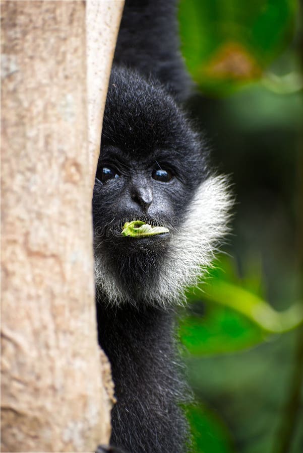 Closeup of a Cute Black Monkey with White Ears Eating a Leaf while ...