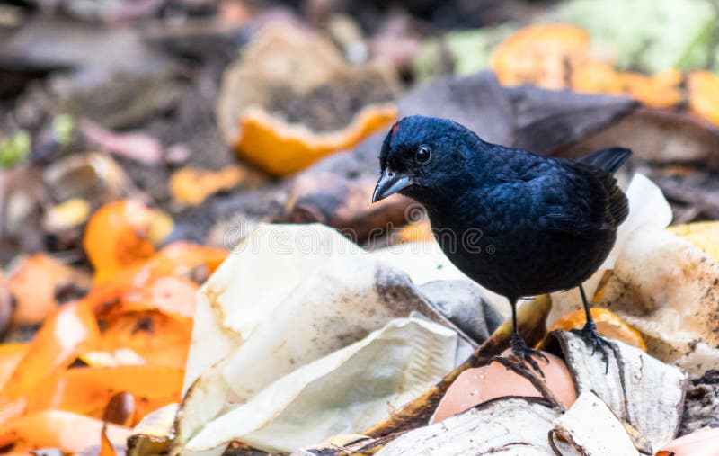 Closeup of a Cute Black Ruby-crowned Tanager Standing on the Ground in ...